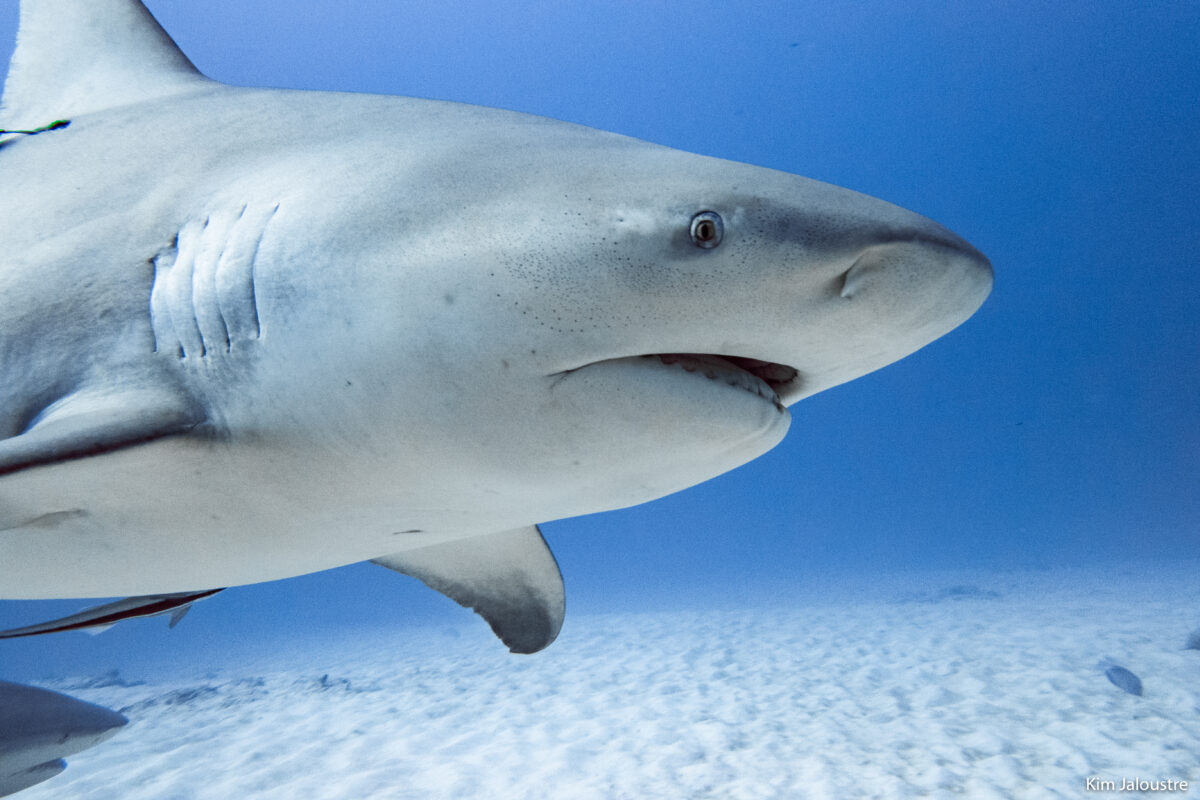 Plongée requin bouledogue Playa del Carmen avec K&K Diving