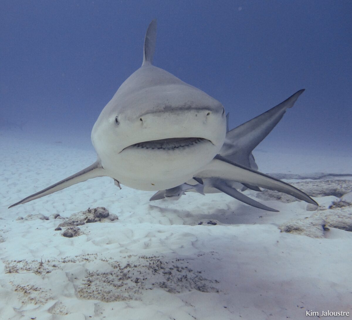 BIO/ECO Requins Bouledogue - Double K Diving
